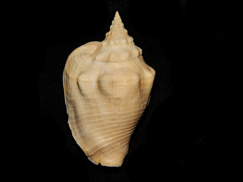 Florida Fossil Gastropod Seashells : Florida Seashells and Fossils ...