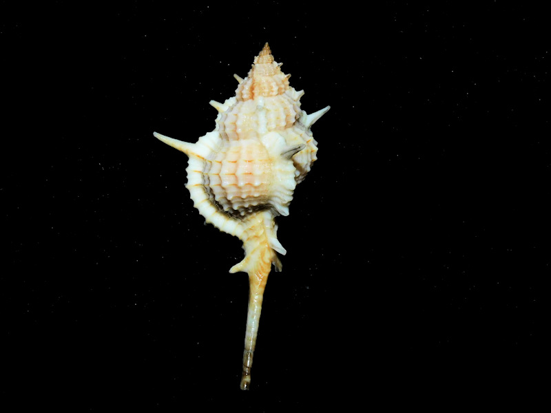 Volutidae : Florida Seashells and Fossils|, Specimen Shells and Fossil ...