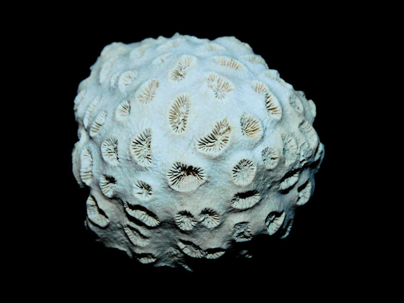 FL & USA Fossil Bivalves : Florida Seashells and Fossils|, Specimen ...