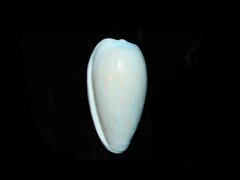 All Products : Florida Seashells and Fossils|, Specimen Shells and ...