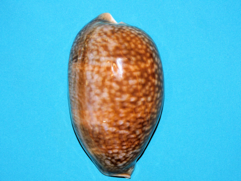 New Products : Florida Seashells and Fossils|, Specimen Shells and ...