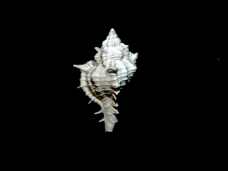 All Products : Florida Seashells and Fossils|, Specimen Shells and ...