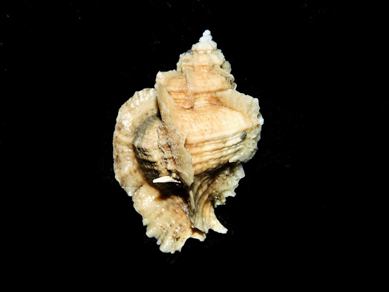 New Products : Florida Seashells and Fossils|, Specimen Shells and ...