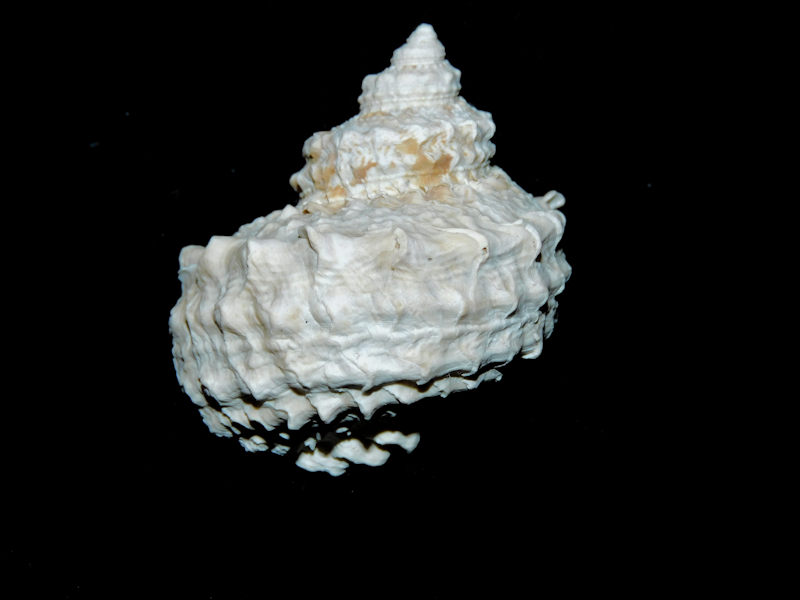 All Products : Florida Seashells and Fossils|, Specimen Shells and ...