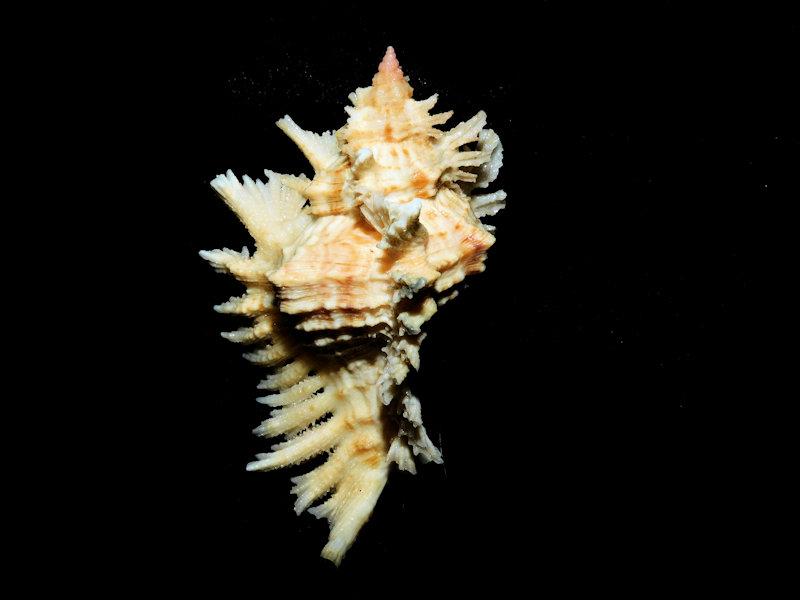 Muricidae : Florida Seashells and Fossils|, Specimen Shells and Fossil ...