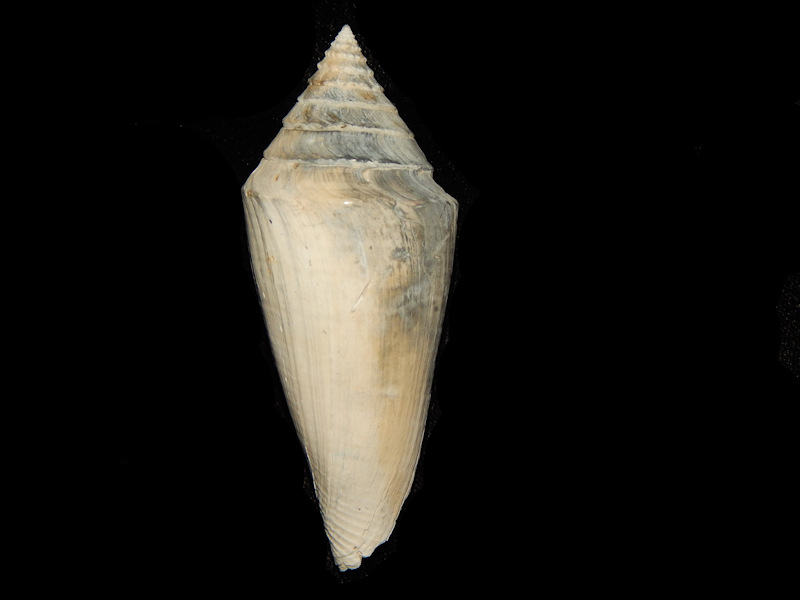 Florida Fossil Gastropod Seashells : Florida Seashells and Fossils ...