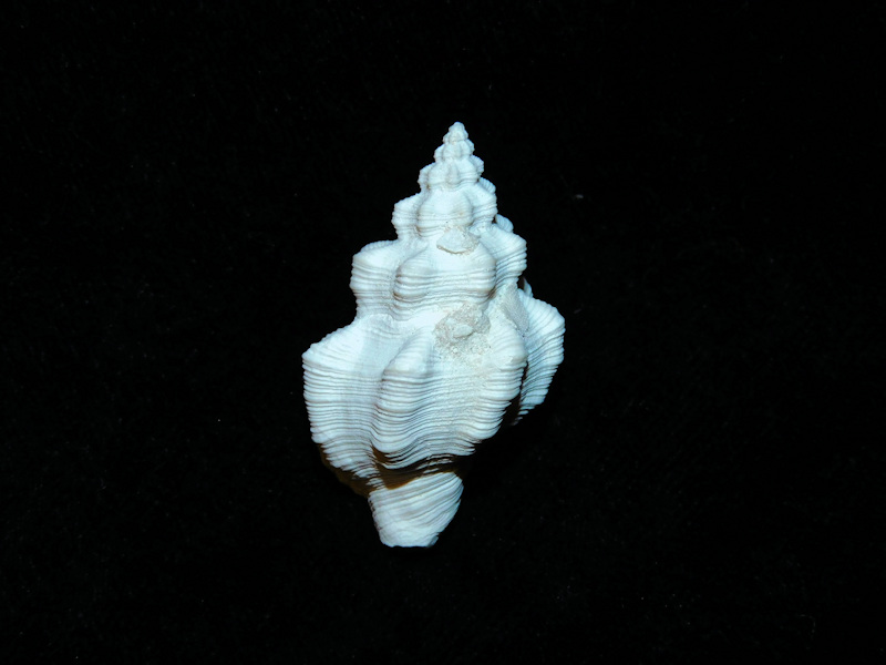 All Products : Florida Seashells and Fossils|, Specimen Shells and ...