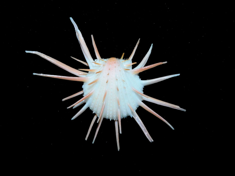 New Products : Florida Seashells and Fossils|, Specimen Shells and ...