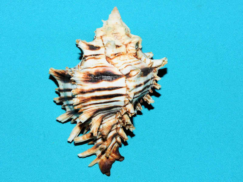 Muricidae : Florida Seashells and Fossils|, Specimen Shells and Fossil ...