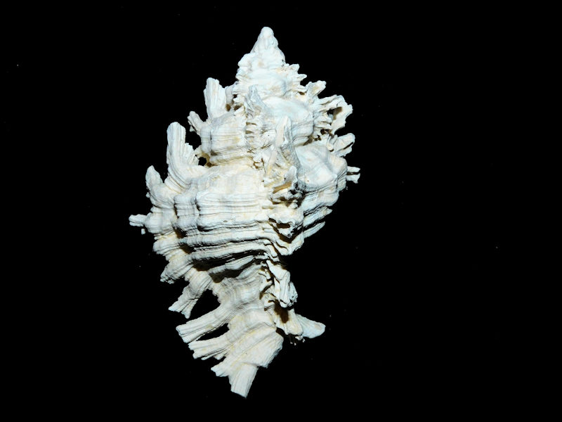 Muricidae/Ecphora : Florida Seashells and Fossils|, Specimen Shells and ...