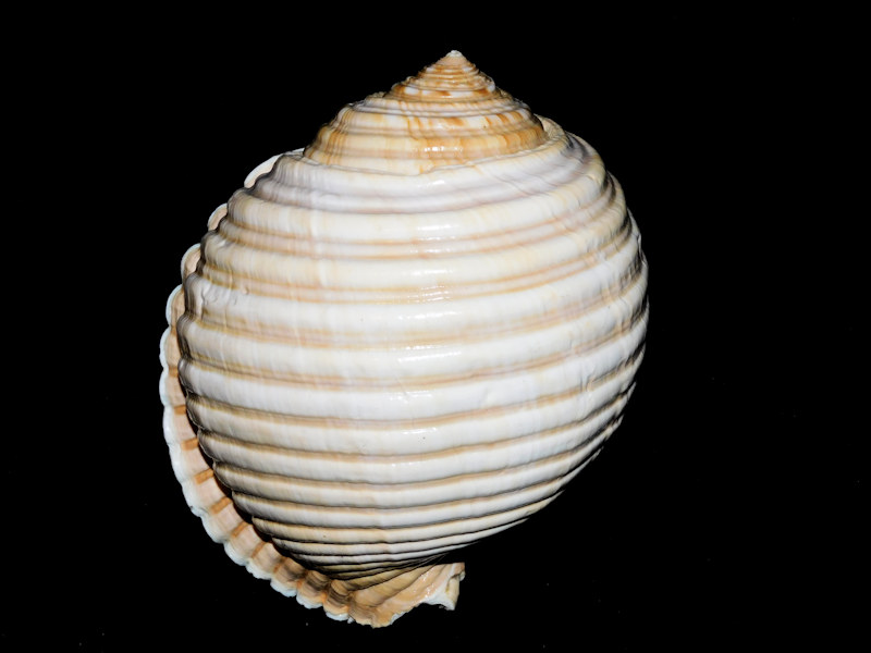 All Products : Florida Seashells and Fossils|, Specimen Shells and ...