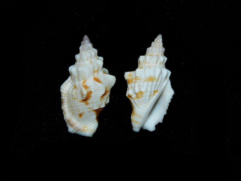 All Products : Florida Seashells and Fossils|, Specimen Shells and ...