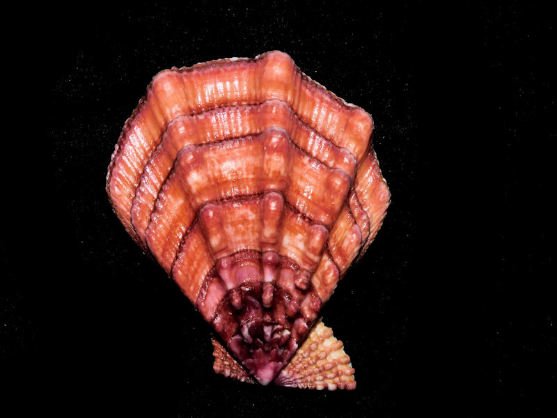 Pectinidae : Florida Seashells and Fossils|, Specimen Shells and Fossil ...