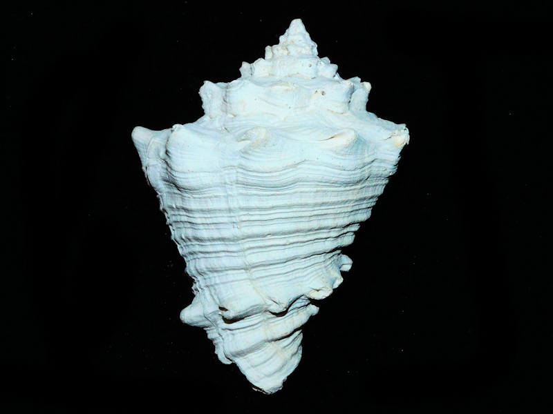 Worldwide Specimen Gastropods : Florida Seashells and Fossils ...
